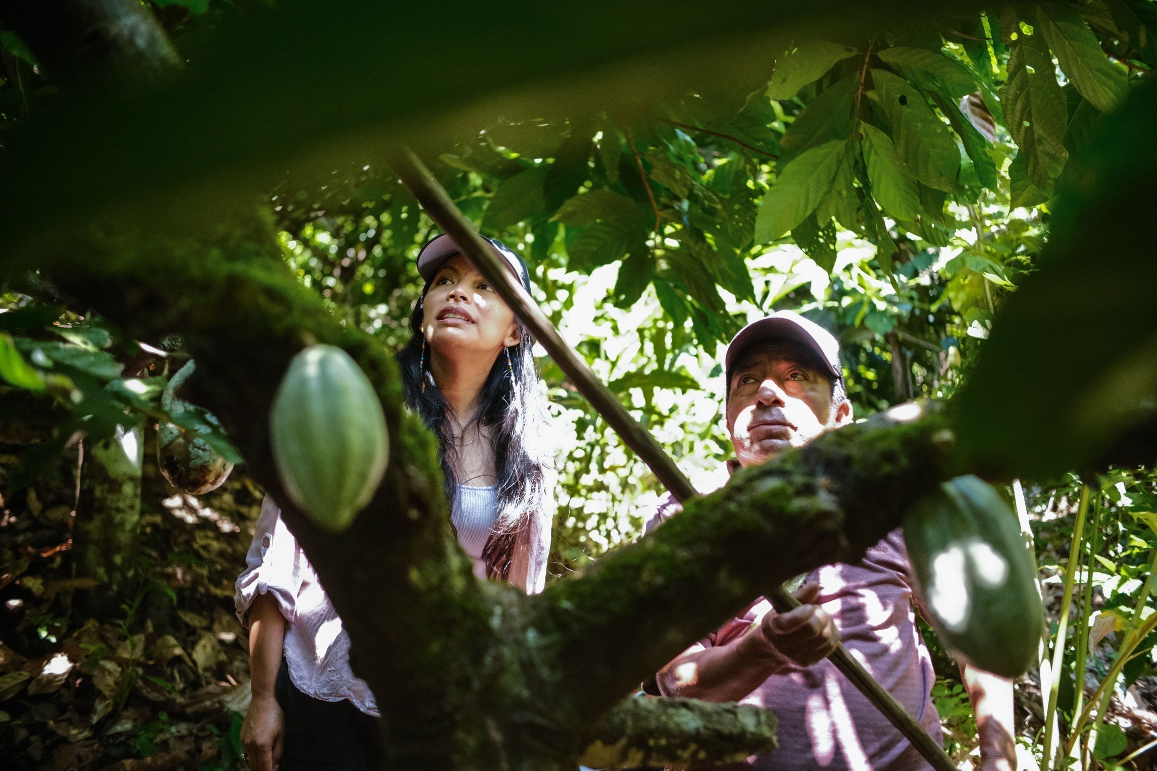 A New Year, a New Harvest: Honoring the Cacao Tree and Its Living Lega ...