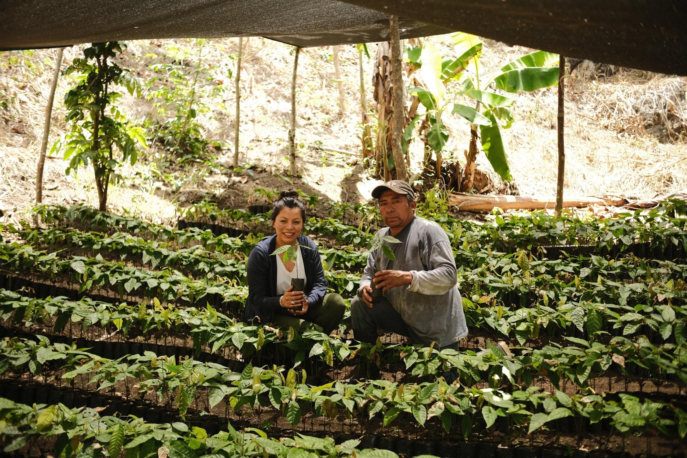 The Cacao Journey: How Traceability Is Shaping the Future of Sustainab ...